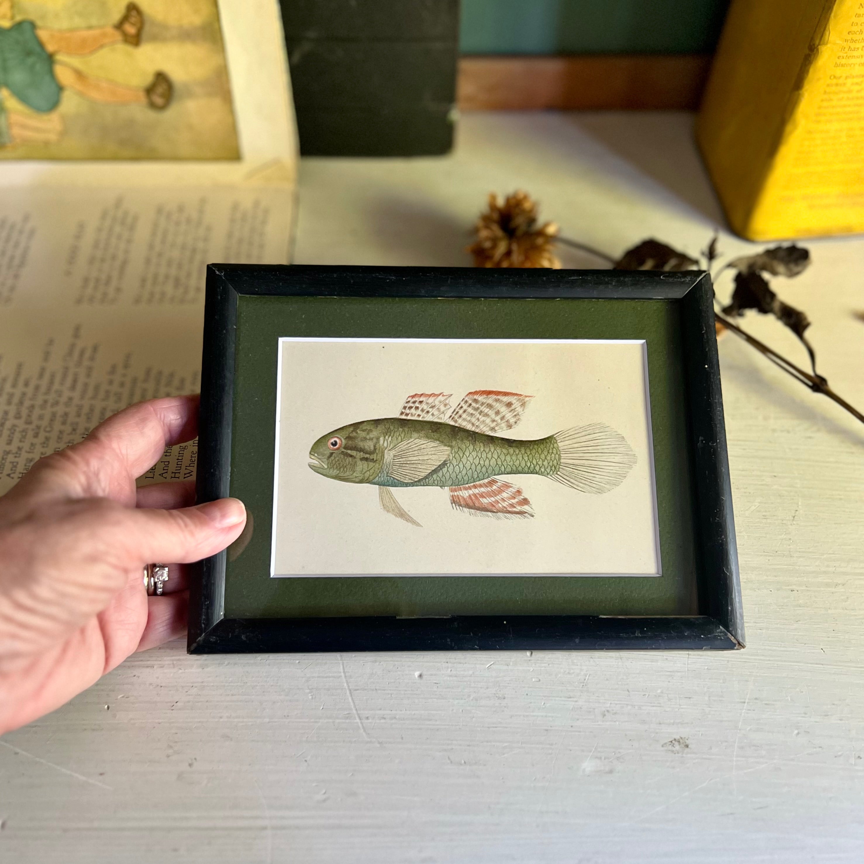 Framed Porto Rican Fish Lithograph c.1899 – Rush Creek Vintage