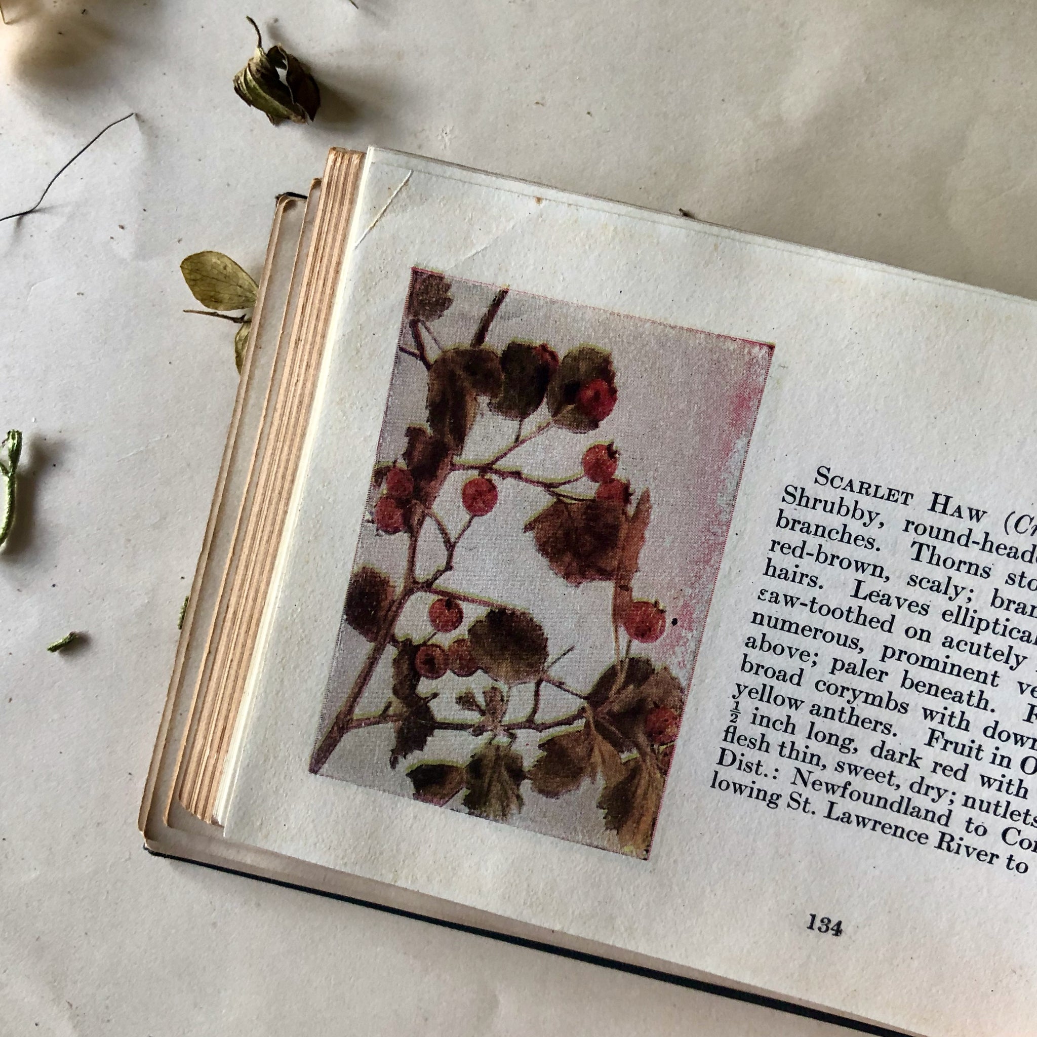 Tree Guide Antique Pocket Manual (1920) – Rush Creek Vintage