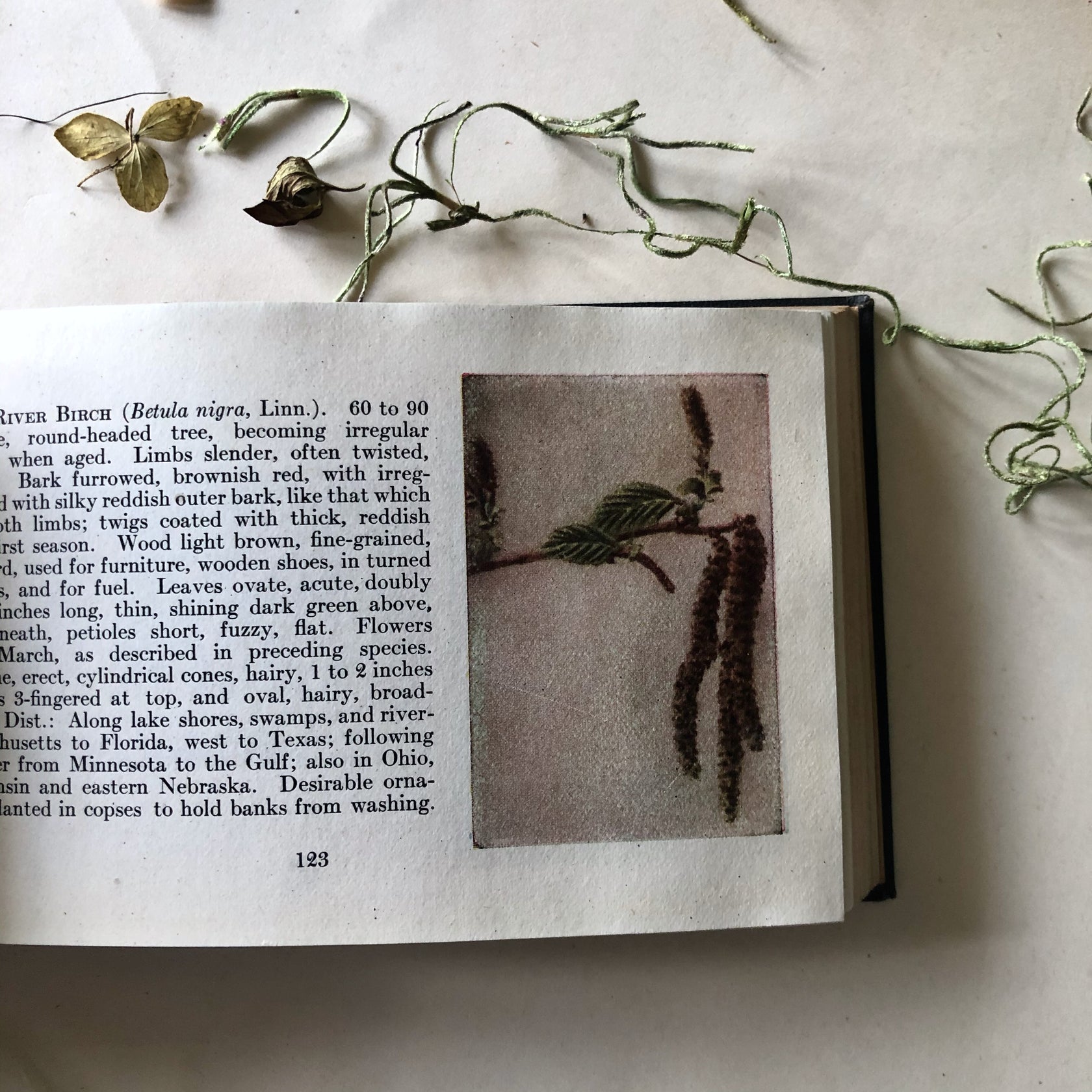 Tree Guide Antique Pocket Manual (1920) – Rush Creek Vintage